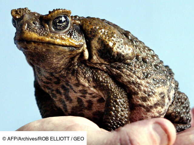 Australie: alerte au crapaud-buffle dans le sud - Geo.fr