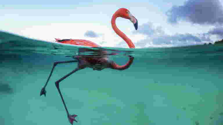 Les flamants roses sont fidèles en amitié - Geo.fr