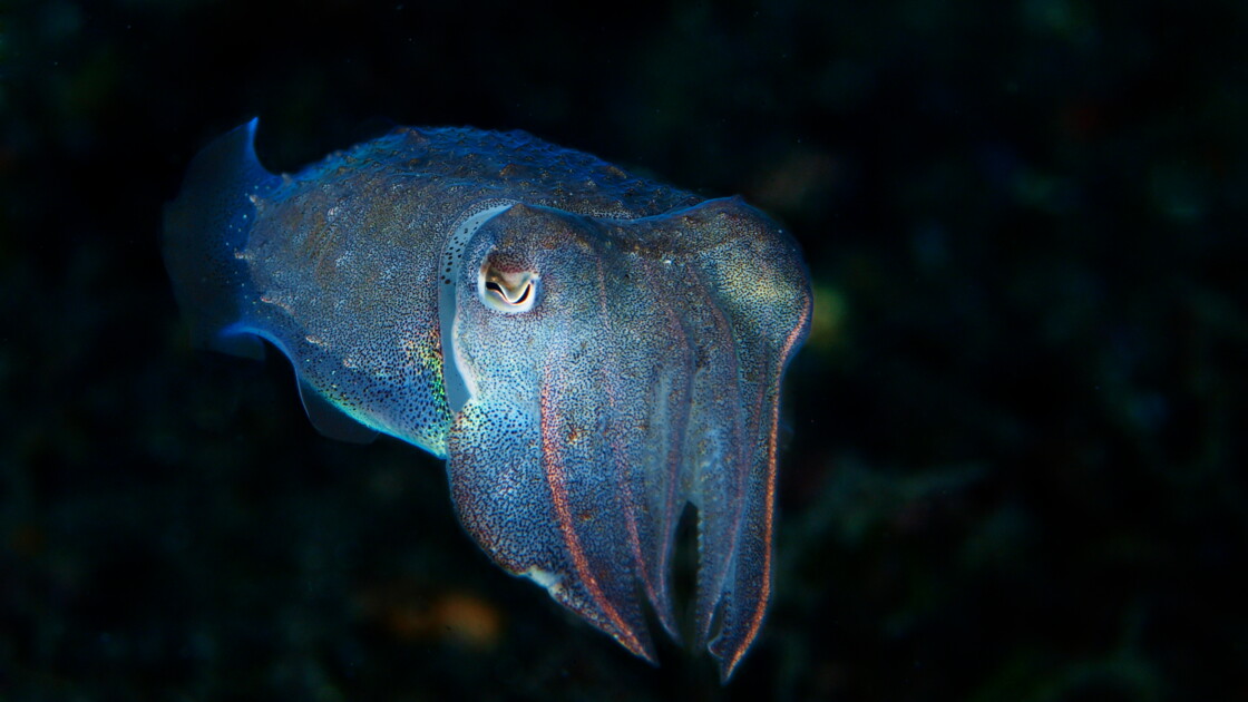 De 1872 à aujourd'hui, histoire de l'exploration des Abysses - Geo.fr