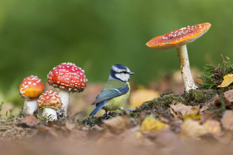 Les plus belles photos de faune sauvage et de nature britanniques de ...