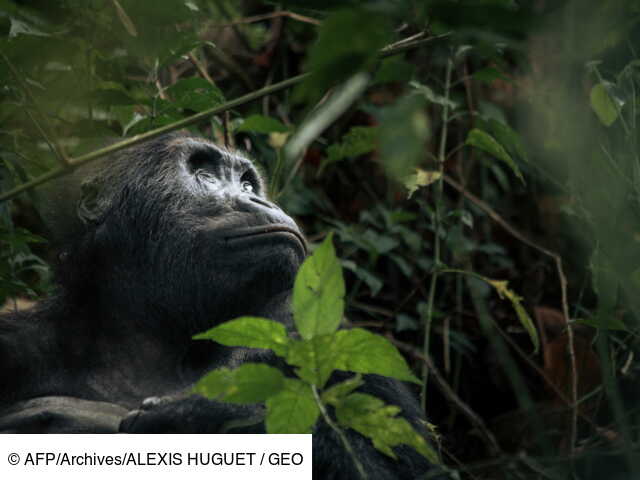 Coronavirus: dans les zoos, gare aux gorilles ! - Geo.fr