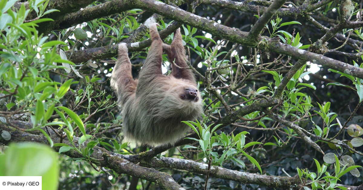 Les 6 infos insolites à savoir sur le paresseux - Geo.fr
