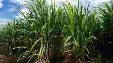 Le chlordécone, un pesticide à la dangerosité démontrée - Geo.fr