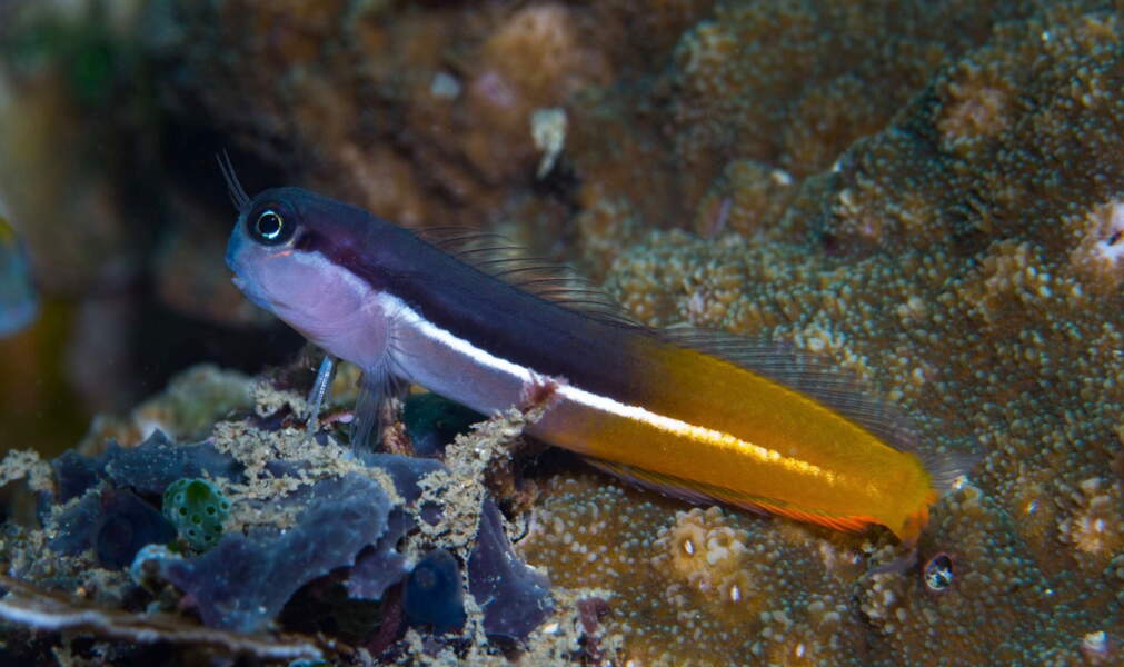 Biodiversité : de nouvelles espèces identifiées en 2019 - GEO