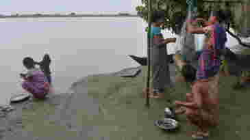 La fourmi légionnaire capable de dévorer des vertébrés a envahi l ...