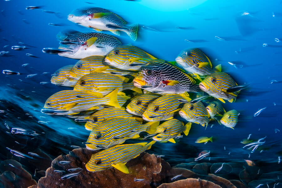 Les plus belles photos de faune sous-marine de 2019 récompensées par ...