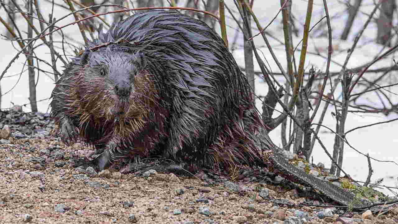 Le castor est de retour dans le Nord-Pas-de-Calais après 150 ans d ...