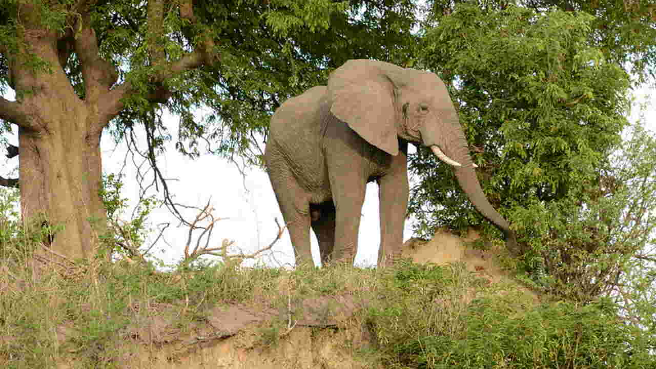 Cinq parcs nationaux en Tanzanie à explorer - Geo.fr