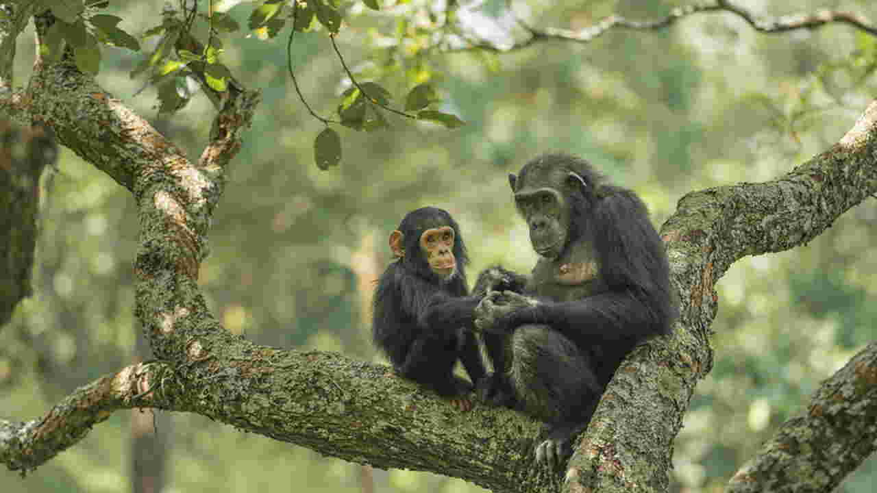 Cinq parcs nationaux en Tanzanie à explorer - Geo.fr