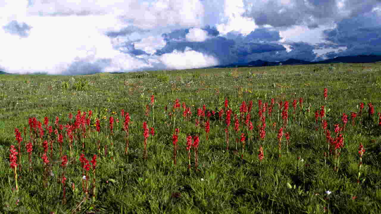Cinq parcs nationaux en Tanzanie à explorer - Geo.fr