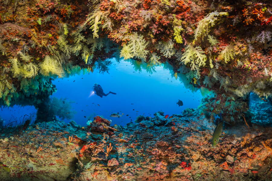 Underwater Photographer of the Year : les plus belles photos sous ...
