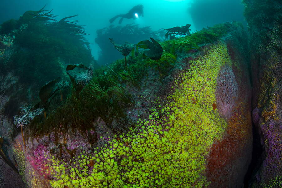 Underwater Photographer of the Year : les plus belles photos sous ...
