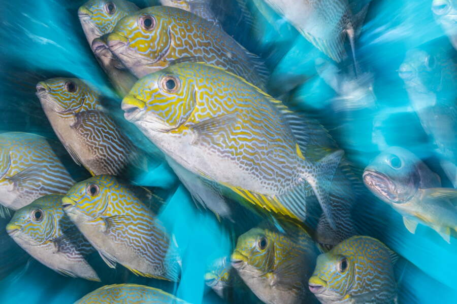 Underwater Photographer of the Year : les plus belles photos sous ...