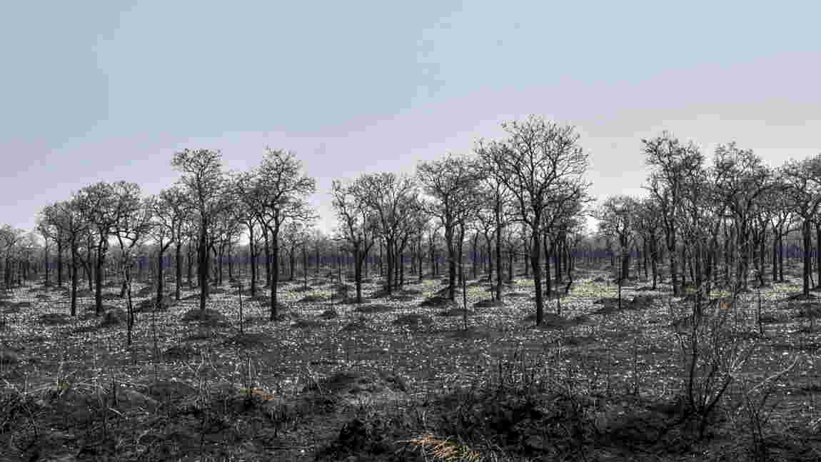 Forêts primaires en danger : quels sont les pays les plus touchés ...