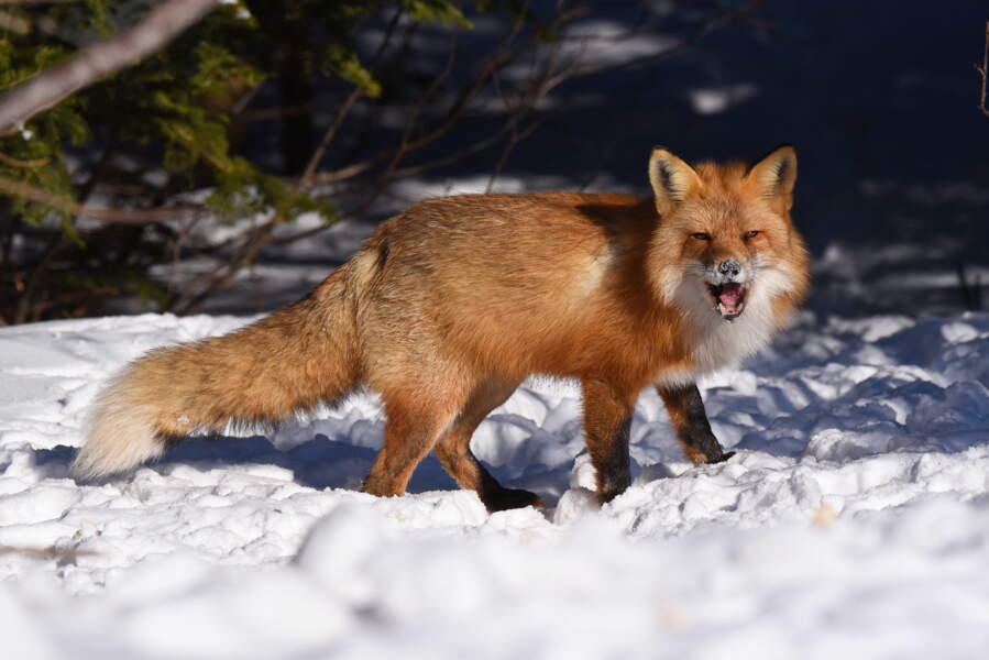 Québec : les animaux sortent de leur repos hivernal - GEO
