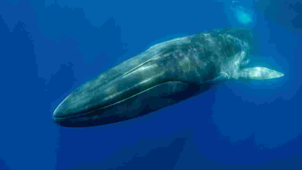 Une baleine aperçue près de Perpignan fait la joie des touristes - Geo.fr