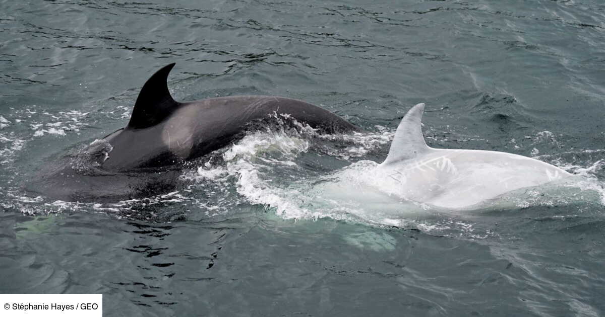 Une rare orque blanche repérée au large des côtes de l'Alaska - Geo.fr