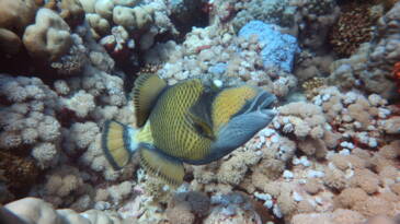 Pourquoi la mer Rouge s'appelle-t-elle ainsi ? - Geo.fr