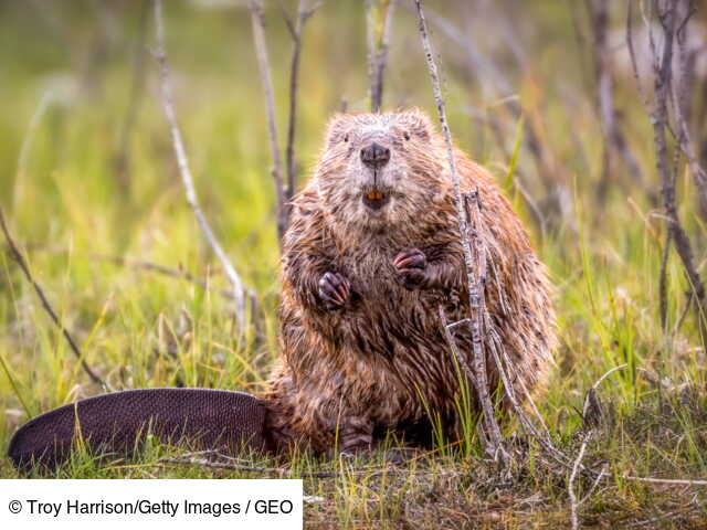 Comment les castors aident à lutter contre les incendies en Amérique du ...