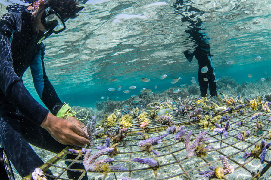 La sauvegarde d'un récif de corail en Indonésie - GEO