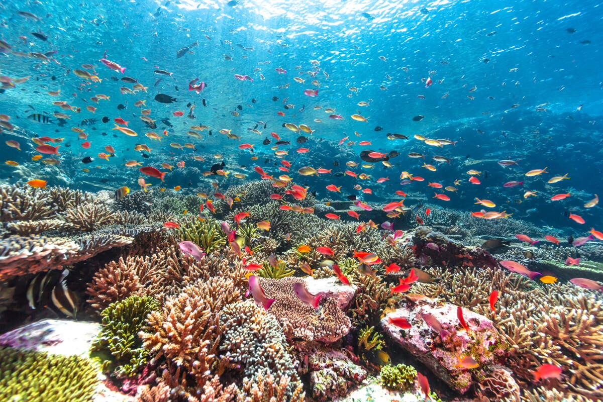 La sauvegarde d'un récif de corail en Indonésie - GEO