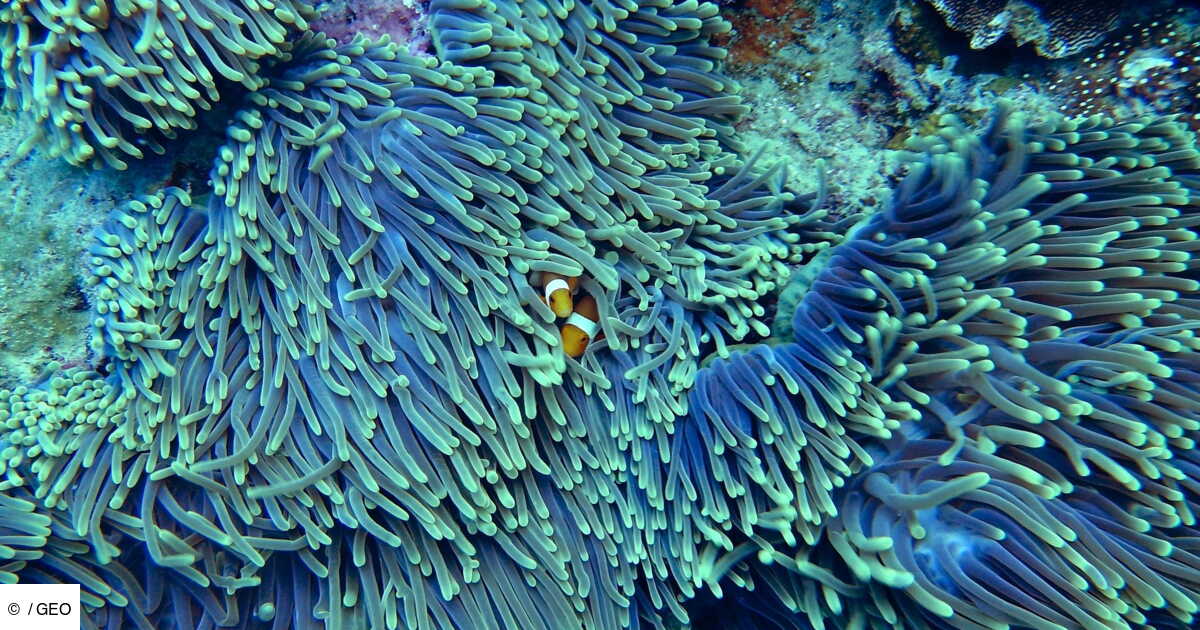 Les coraux vont-ils tous disparaître ? - Geo.fr