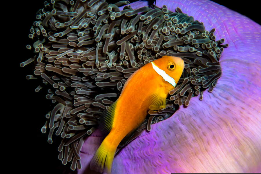 Les plus belles photos des Ocean photography awards - GEO