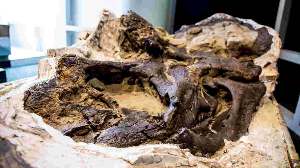 Les fossiles de deux dinosaures figés "en plein duel" vont enfin ...