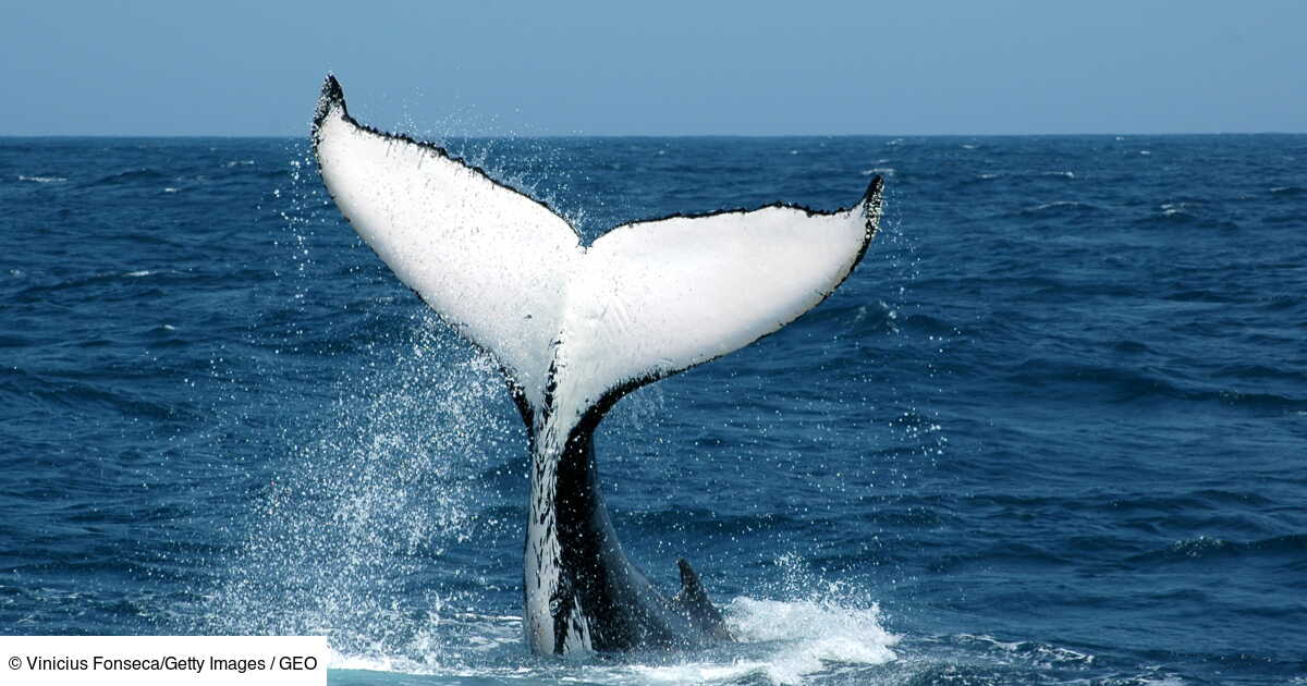 Un photographe immortalise une baleine à bosse dans la baie de New York ...