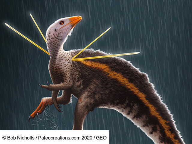 Crinière, pics... Visez un peu le look d'enfer de ce petit dinosaure ...