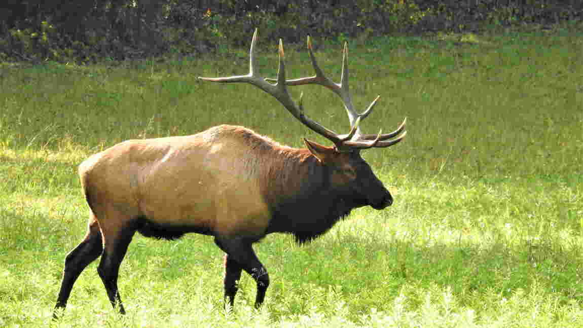 Wapiti : 5 infos insolites à savoir sur ce cervidé - Geo.fr