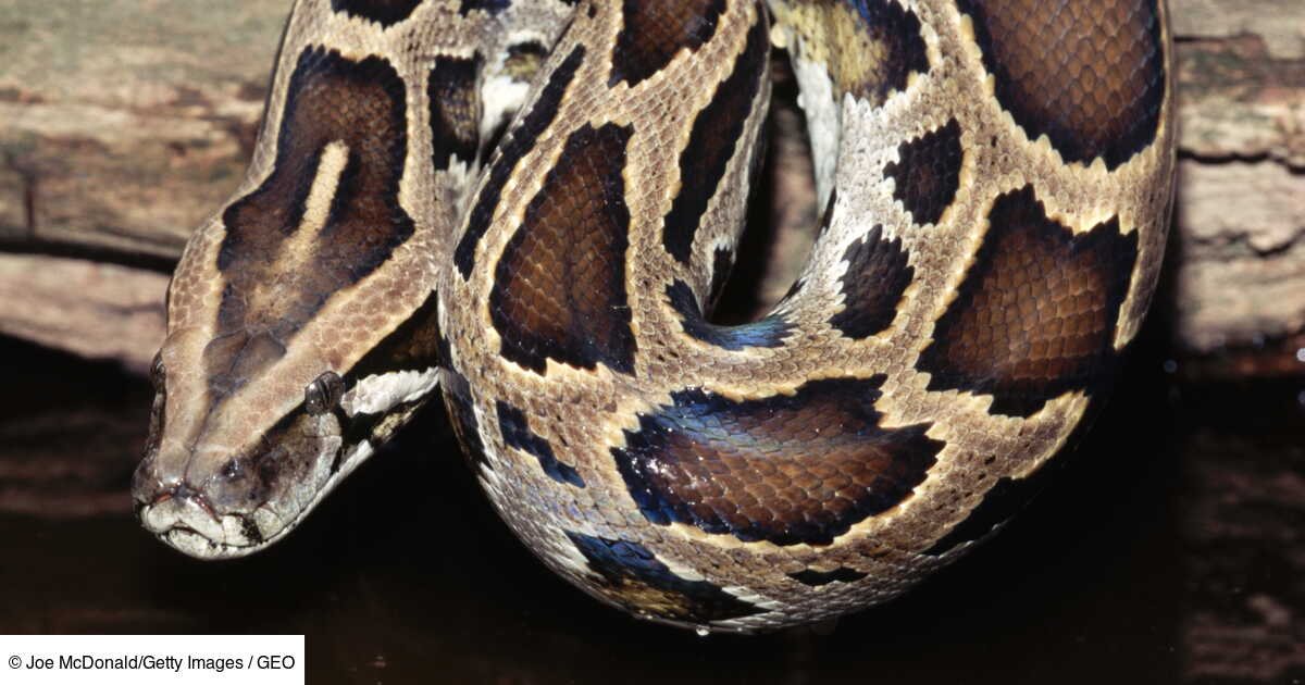 Floride : la consommation de pythons bientôt encouragée pour contrôler ...