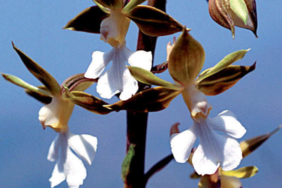 Himalaya : plus de 350 espèces découvertes en 10 ans - GEO