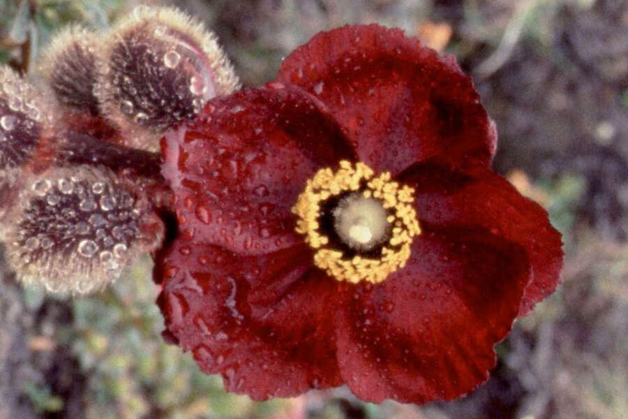 Himalaya : plus de 350 espèces découvertes en 10 ans - GEO