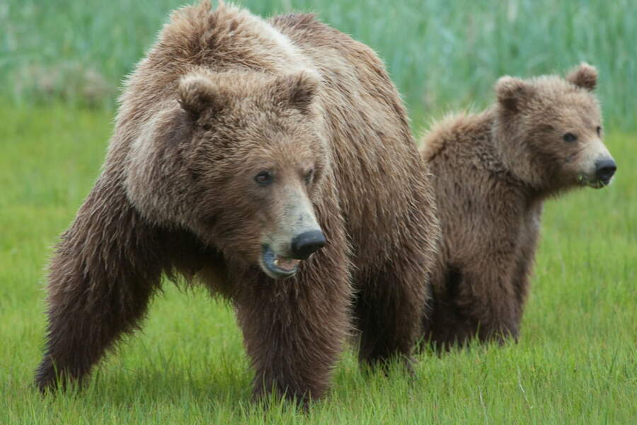 En Alaska, au cœur du royaume des ours - GEO