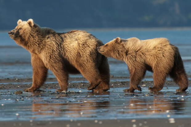 En Alaska, au cœur du royaume des ours - GEO