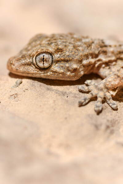 Ces animaux fascinants qui vivent en Provence - GEO