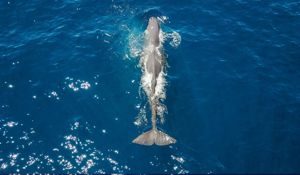 Ces animaux fascinants qui vivent en Provence - GEO