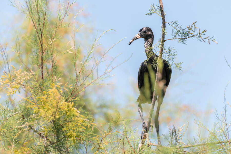 Ces animaux fascinants qui vivent en Provence - GEO