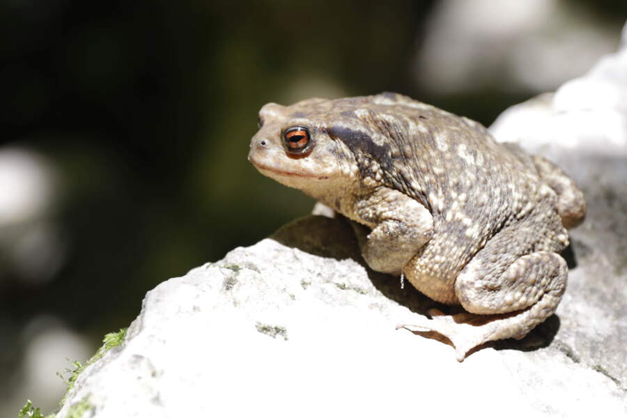 Ces animaux fascinants qui vivent en Provence - GEO