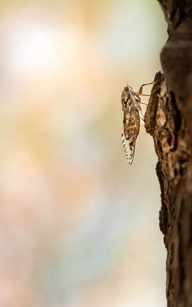Ces animaux fascinants qui vivent en Provence - GEO