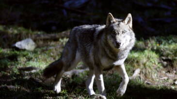 Le "loup terrible" ne serait finalement pas le loup qu'on pensait ...