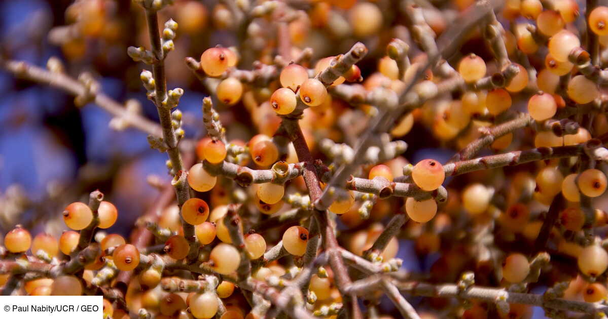 Le gui, cette plante parasite qui bichonne ses hôtes pour les garder en ...