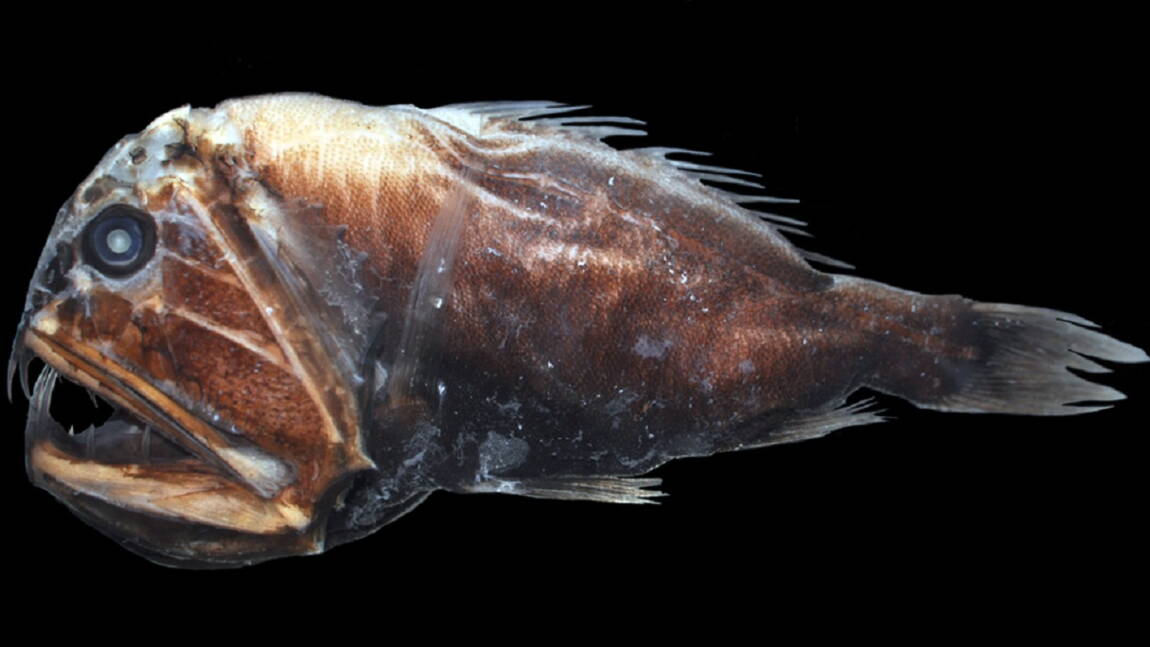 Le poisson des abysses, créature terrifiante des fonds marins - Geo.fr