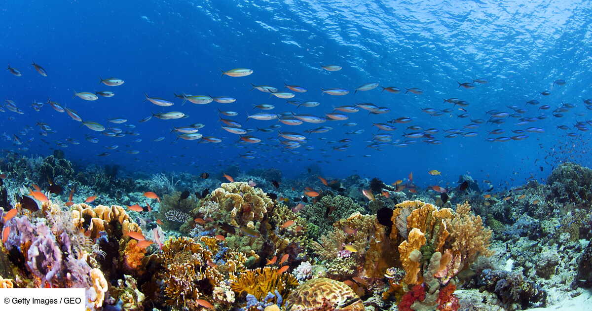 Qu'est-ce qu'un écosystème ? - Geo.fr