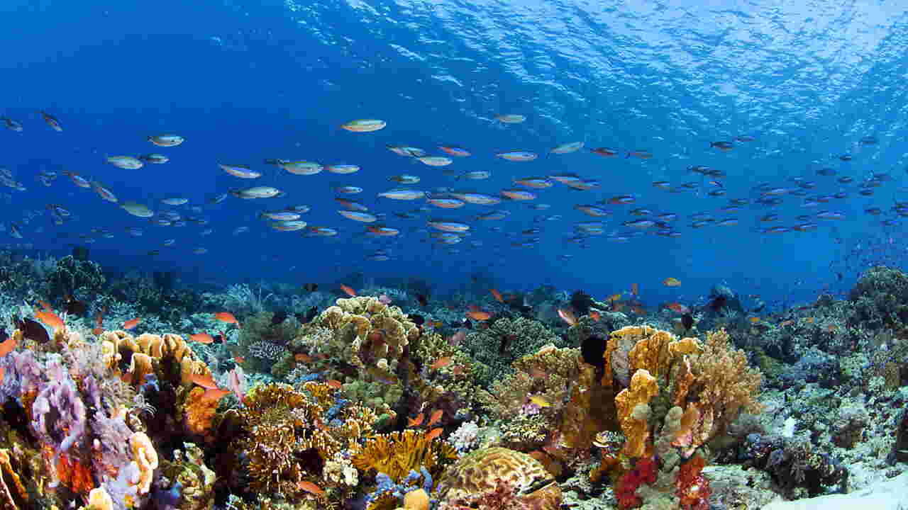 Qu'est-ce qu'un écosystème ? - Geo.fr