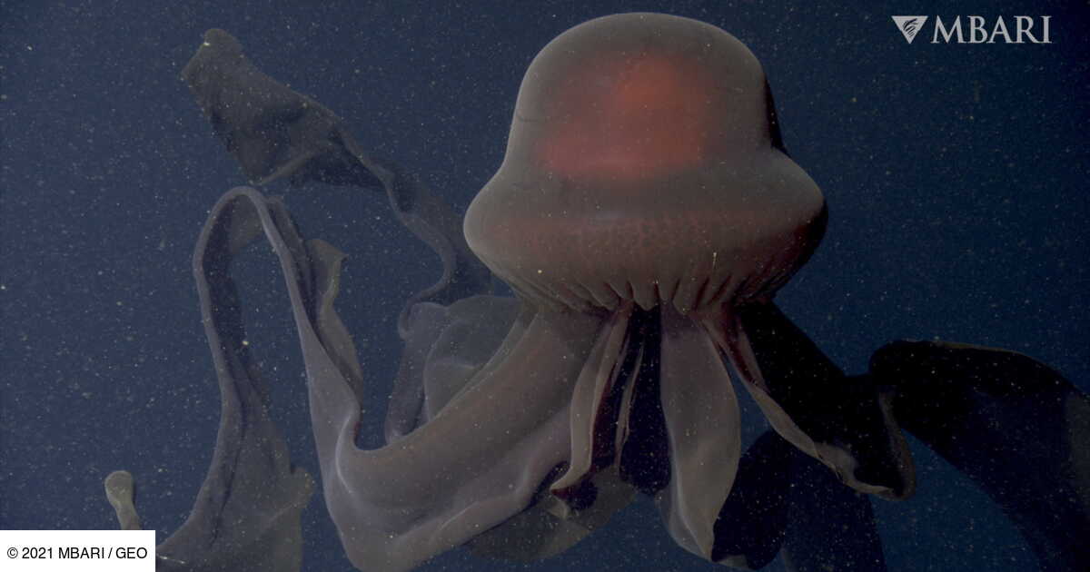 Une rare et impressionnante méduse filmée dans les profondeurs du golfe ...
