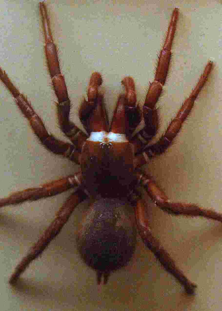 Quelles sont les araignées les plus dangereuses ? - Geo.fr Quelles sont les araignées les plus dangereuses ? - Geo.fr