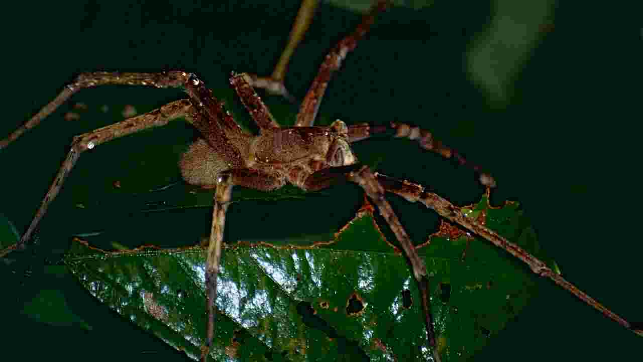 Quelles sont les araignées les plus dangereuses ? - Geo.fr Quelles sont les araignées les plus dangereuses ? - Geo.fr