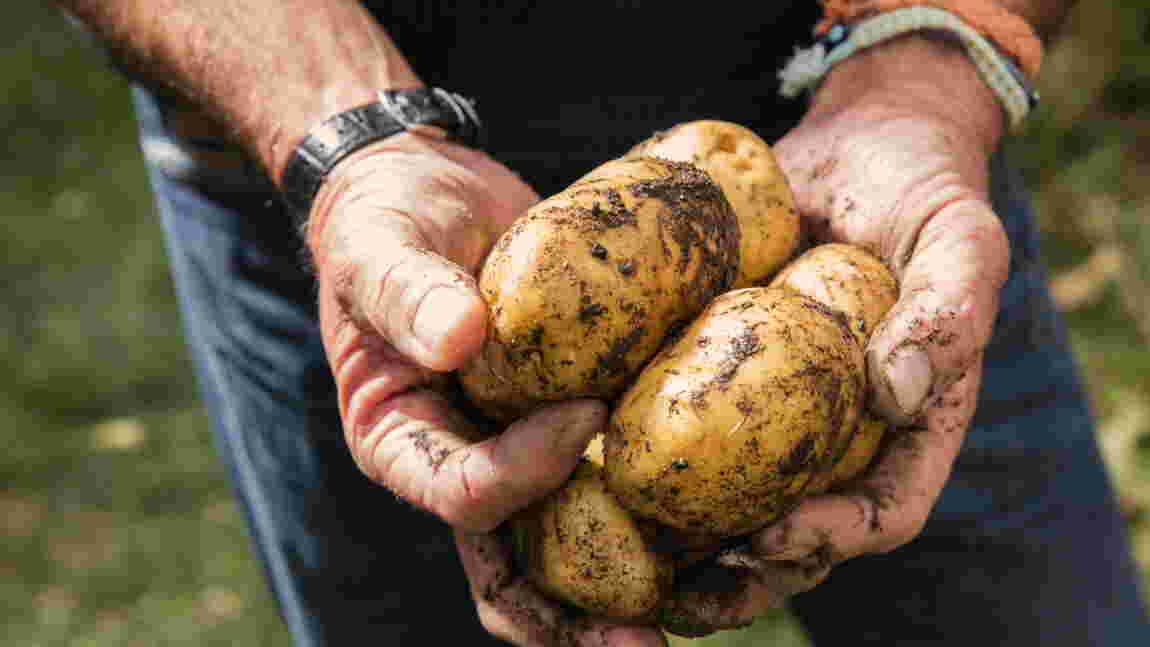 "La plus grosse patate du monde" est-elle vraiment une pomme de terre ...